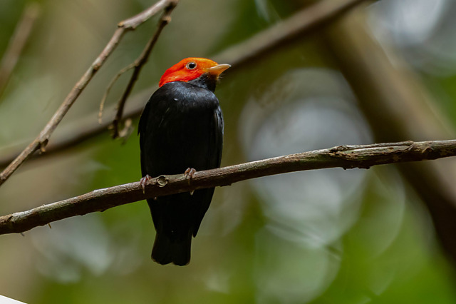 Foto cabeça-encarnada (Ceratopipra rubrocapilla) Por Tânia Mara de ...