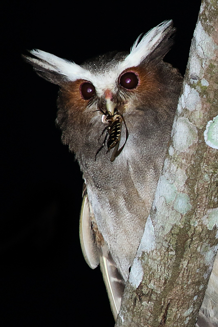 Foto coruja-de-crista (Lophostrix cristata) Por Fernão Prado | Wiki ...