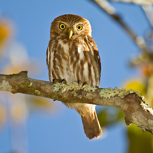 caburé (Glaucidium brasilianum) | WikiAves - A Enciclopédia das Aves do ...