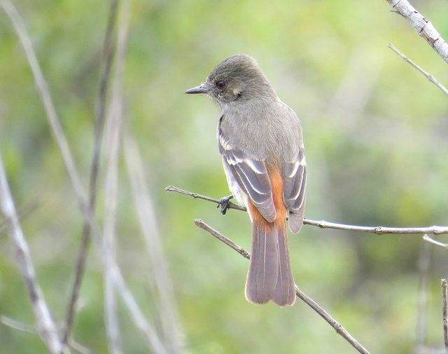 maria-preta-do-sul (Knipolegus hudsoni) | WikiAves - A Enciclopédia das ...