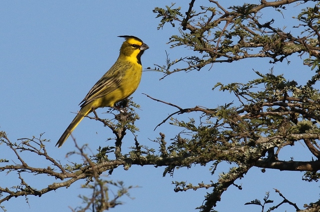 Foto cardeal-amarelo (Gubernatrix cristata) Por Paulo Buchabqui ...