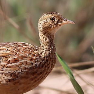 Tinamiformes | WikiAves - A Enciclopédia das Aves do Brasil