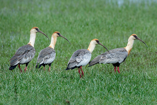 Foto curicaca (Theristicus caudatus) Por Luciano Bernardes | Wiki Aves ...
