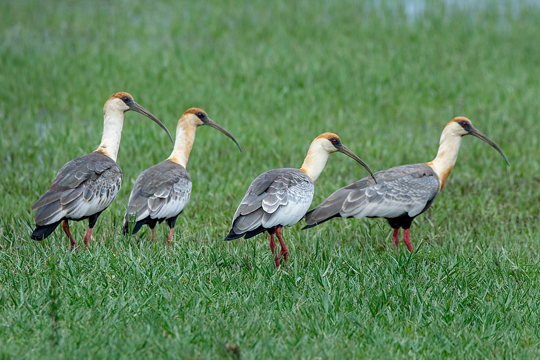 Foto curicaca (Theristicus caudatus) Por Luciano Bernardes | Wiki Aves ...