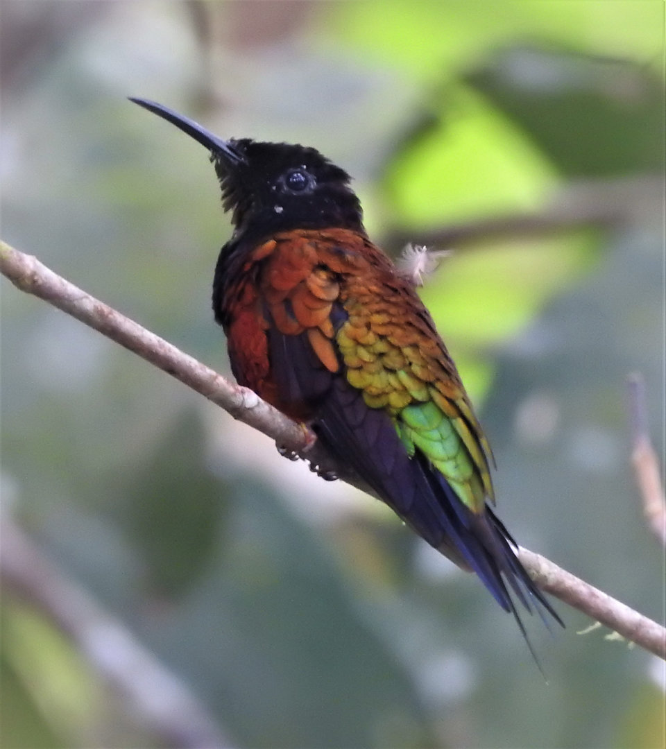 Foto topázio-de-fogo (Topaza pyra) Por Irene Gabriel | Wiki Aves - A ...