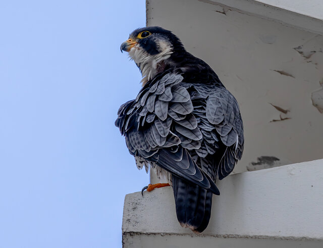 Foto falcão-peregrino (Falco peregrinus) Por Mario Candeias | Wiki Aves ...