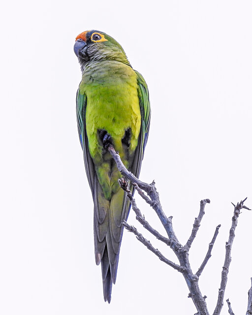 Foto periquito-rei (Eupsittula aurea) Por Antonio Lemos Maia | Wiki ...