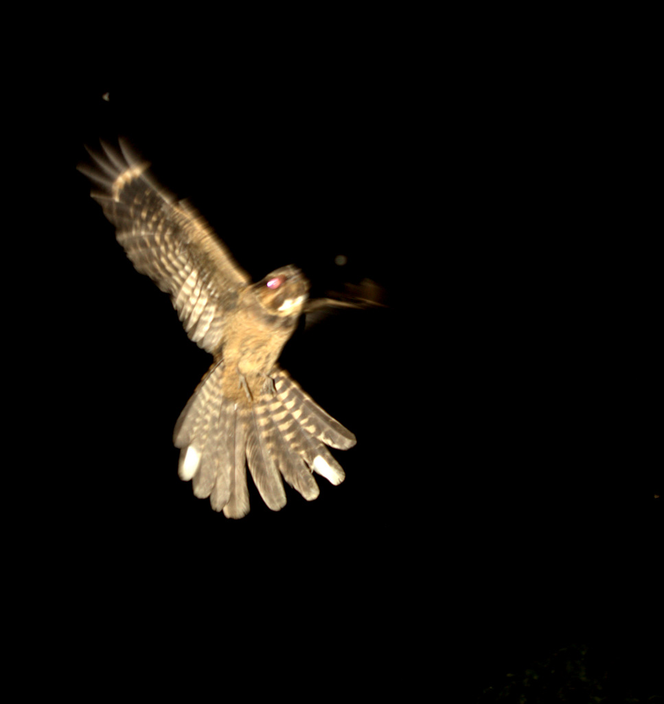 Foto bacurau (Nyctidromus albicollis) Por Marcelo Dutra | Wiki Aves - A ...