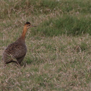 perdiz (Rhynchotus rufescens) | WikiAves - A Enciclopédia das Aves do ...