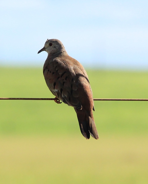 Foto rolinha-roxa (Columbina talpacoti) Por Juarez Carvalho | Wiki Aves ...