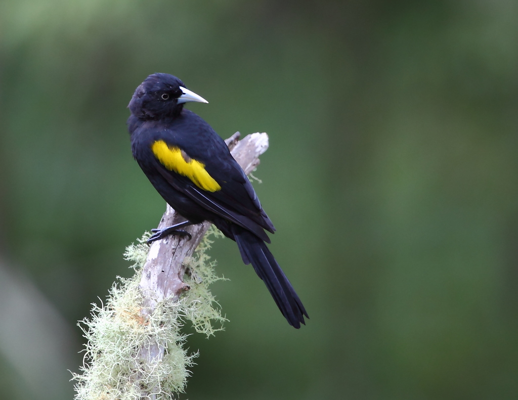 Foto tecelão (Cacicus chrysopterus) Por Hector Bottai | Wiki Aves - A ...