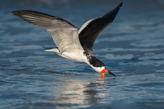 Foto talha-mar (Rynchops niger) Por Paulo Fenalti | Wiki Aves - A ...