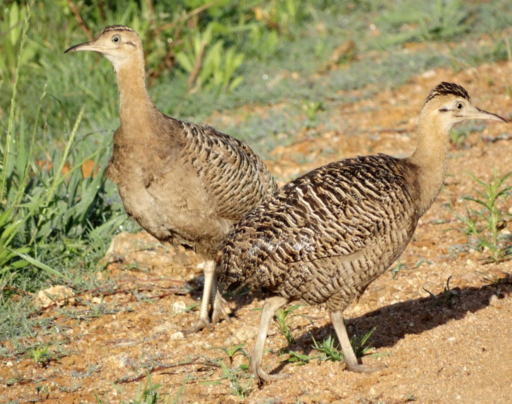 Foto perdiz (Rhynchotus rufescens) Por Michele Wall | Wiki Aves - A ...