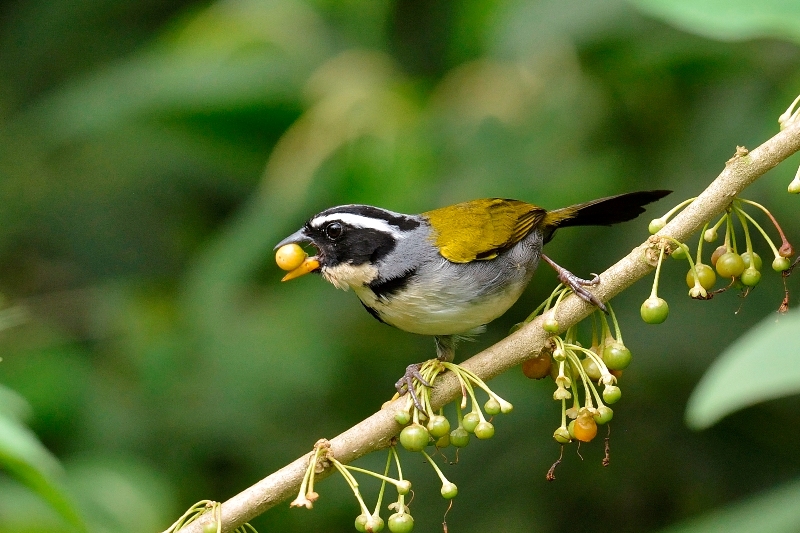 Foto tico-tico-do-mato (Arremon semitorquatus) Por Luiz Ribenboim ...