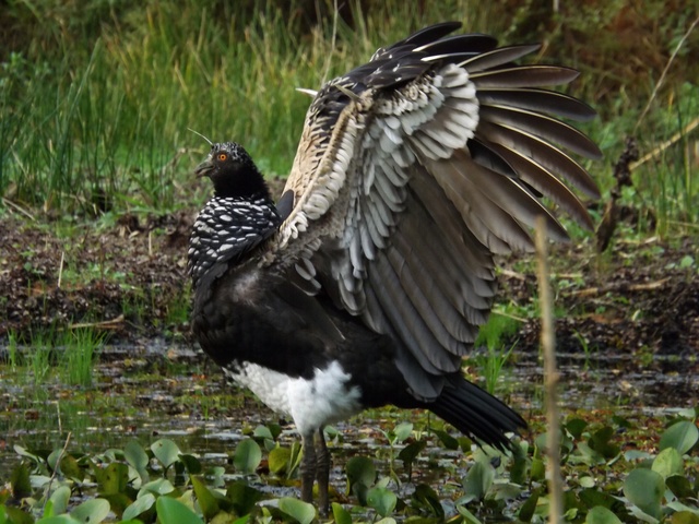 anhuma (Anhima cornuta) | WikiAves - A Enciclopédia das Aves do Brasil