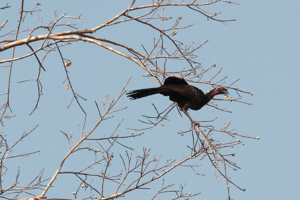 Foto jacucaca (Penelope jacucaca) Por Luiz Trinchão | Wiki Aves - A ...