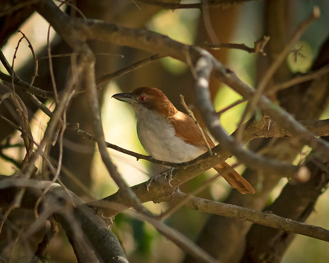 Foto choró-boi (Taraba major) Por Marcelo Figueiroa | Wiki Aves - A ...