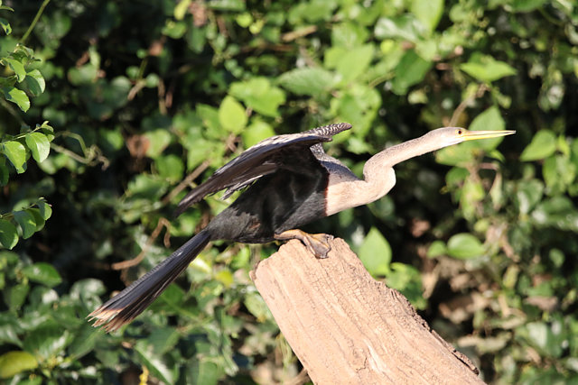 Foto biguatinga (Anhinga anhinga) Por Renata Castro 2 | Wiki Aves - A Enciclopédia das Aves do ...