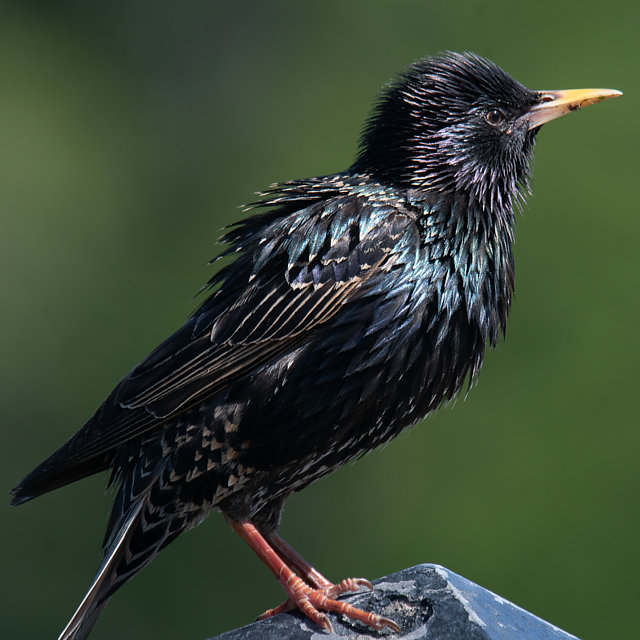Foto estorninho (Sturnus vulgaris) Por Daniel Hinckley | Wiki Aves - A ...