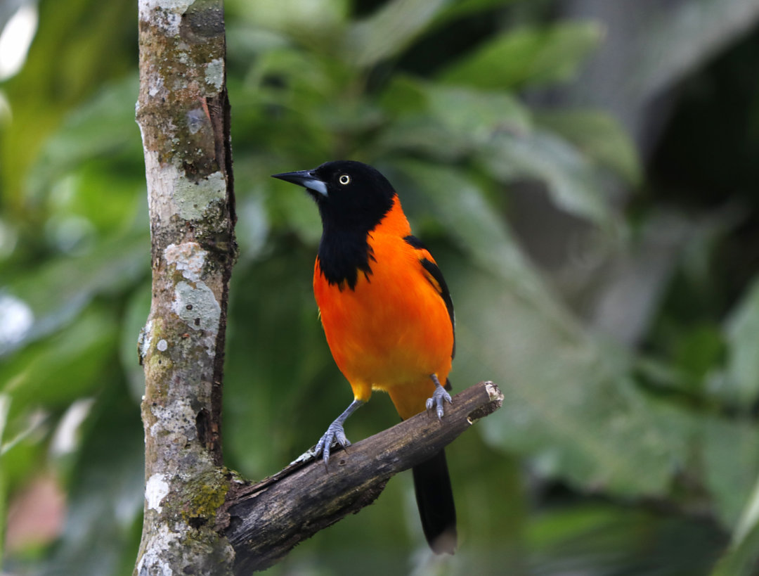 Foto corrupião (Icterus jamacaii) Por RHBraga | Wiki Aves - A ...
