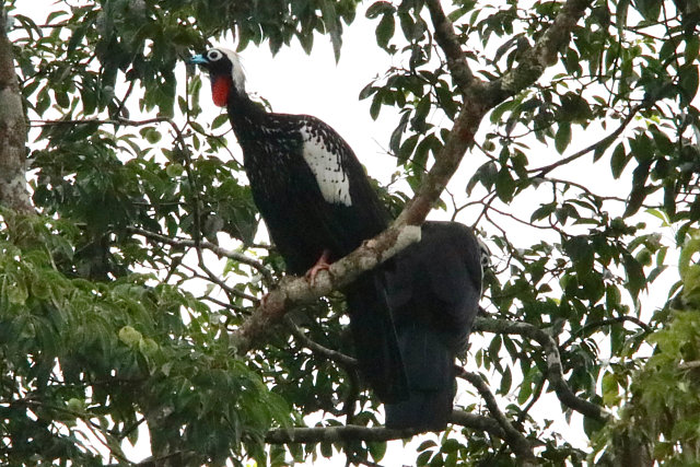 Foto jacutinga (Aburria jacutinga) Por Alice Grojean | Wiki Aves - A ...