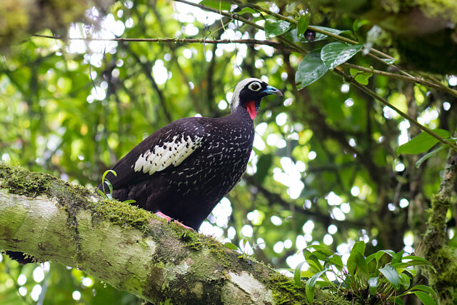 Foto jacutinga (Aburria jacutinga) Por Helberth Peixoto | Wiki Aves - A ...