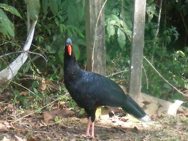 Foto mutum-cavalo (Pauxi tuberosa) Por Gisiane Lima | Wiki Aves - A ...
