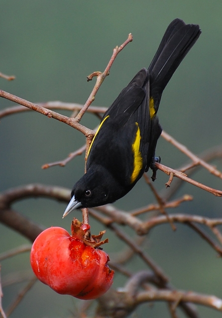 Foto tecelão (Cacicus chrysopterus) Por Paulo Fenalti | Wiki Aves - A ...