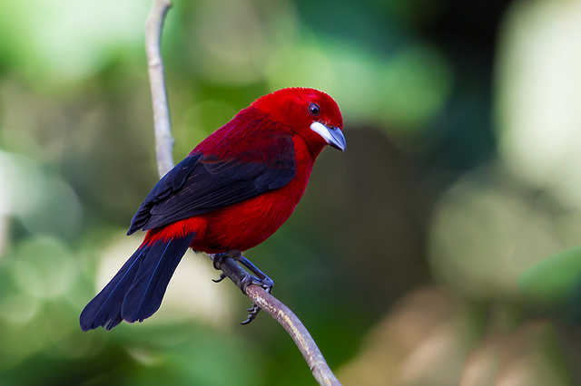 Foto tiê-sangue (Ramphocelus bresilia) Por Alexandre Gualhanone | Wiki ...