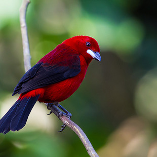 tiê-sangue (Ramphocelus bresilius) | WikiAves - A Enciclopédia das Aves ...