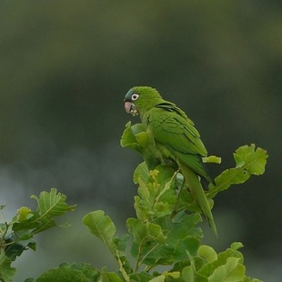 aratinga-de-testa-azul (Thectocercus acuticaudatus) | WikiAves - A ...