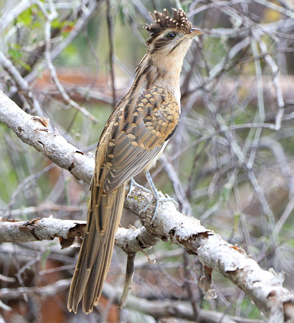 Foto saci (Tapera naevia) Por Tony Santos | Wiki Aves - A Enciclopédia ...