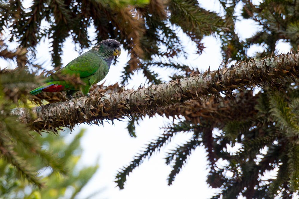Foto maitaca-verde (Pionus maximiliani) Por Joao Quental | Wiki Aves ...