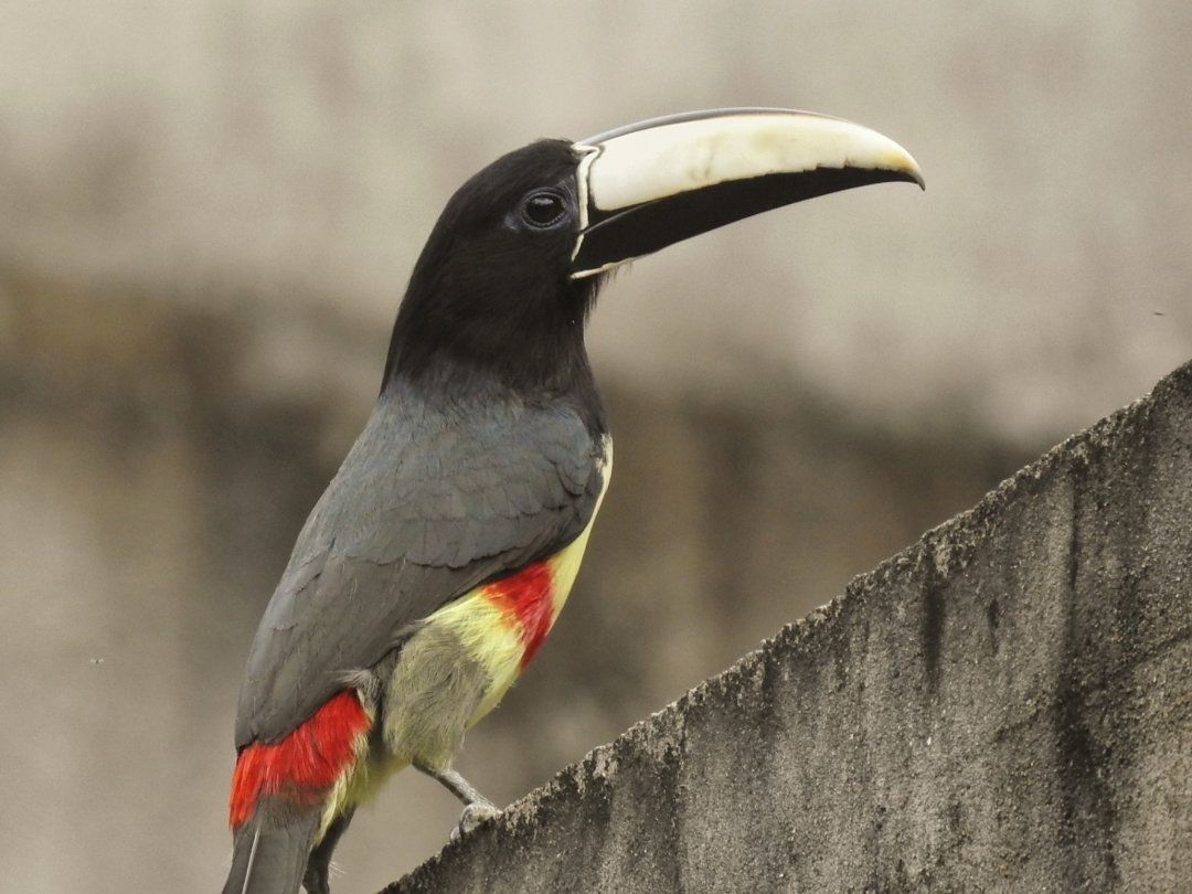 Foto araçari-de-bico-branco (Pteroglossus aracari) Por Fagner Macedo ...