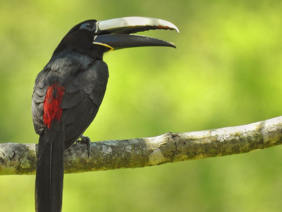 Foto araçari-de-bico-branco (Pteroglossus aracari) Por Fagner Macedo ...