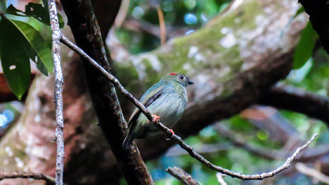 Foto tangará-príncipe (Chiroxiphia pareola) Por Adriano P. Souza | Wiki ...