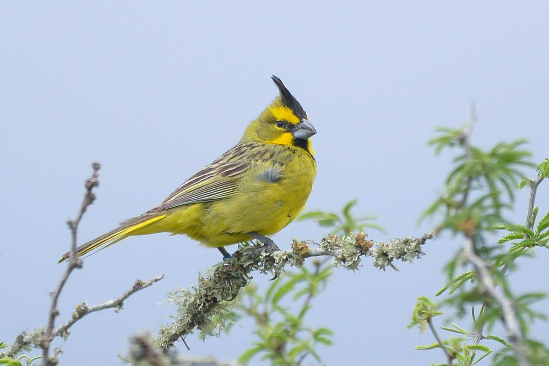 Foto cardeal-amarelo (Gubernatrix cristata) Por Guilherme Serpa | Wiki ...