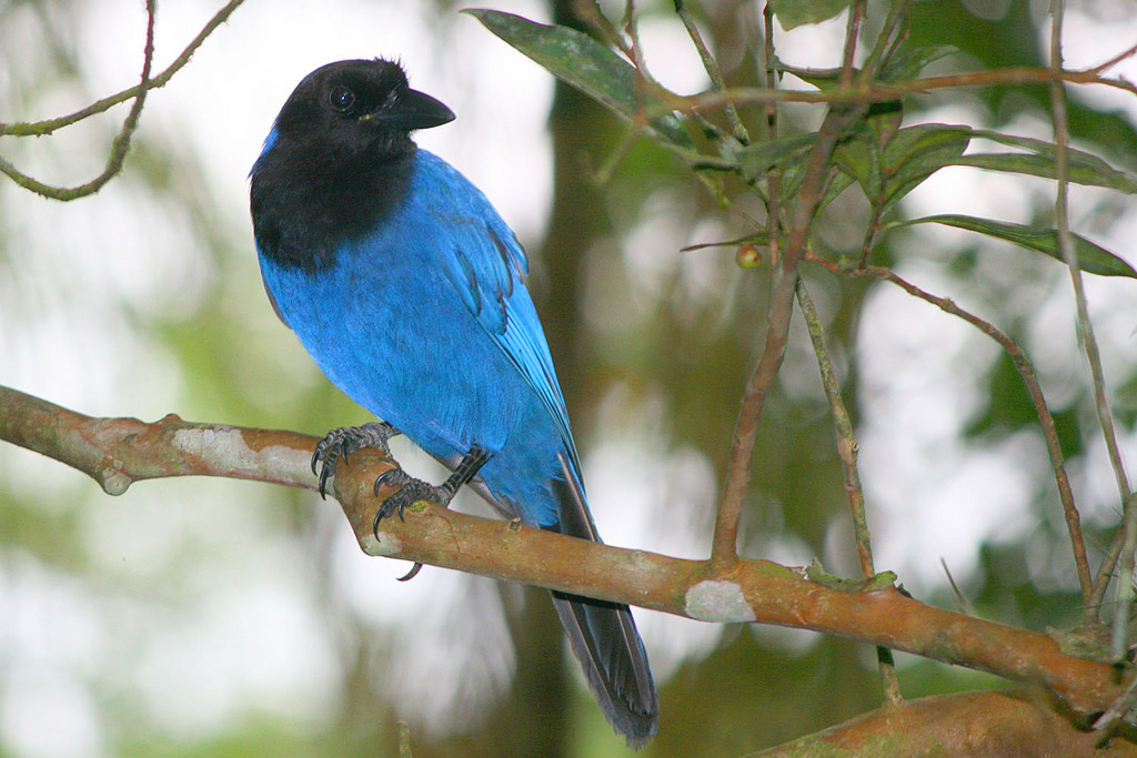Foto gralha-azul (Cyanocorax caeruleus) Por Reni Santos | Wiki Aves - A ...