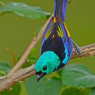 saíra-pintor (Tangara fastuosa) | WikiAves - A Enciclopédia das Aves do ...