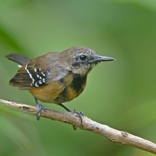 papa-formiga-pardo (Formicivora grisea) | WikiAves - A Enciclopédia das ...