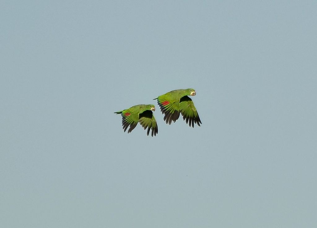 Foto papagaio-dos-garbes (Amazona kawalli) Por Ricardo O. De Oliveira ...