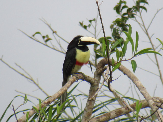 Foto araçari-de-bico-branco (Pteroglossus aracari) Por Isabella Farias ...
