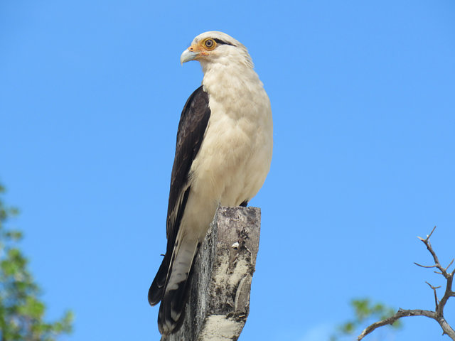 Foto carrapateiro (Milvago chimachima) Por Isabella Farias | Wiki Aves ...