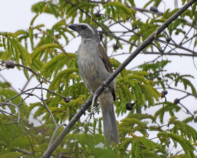 Foto trinca-ferro (Saltator similis) Por Alberto Rios | Wiki Aves - A ...