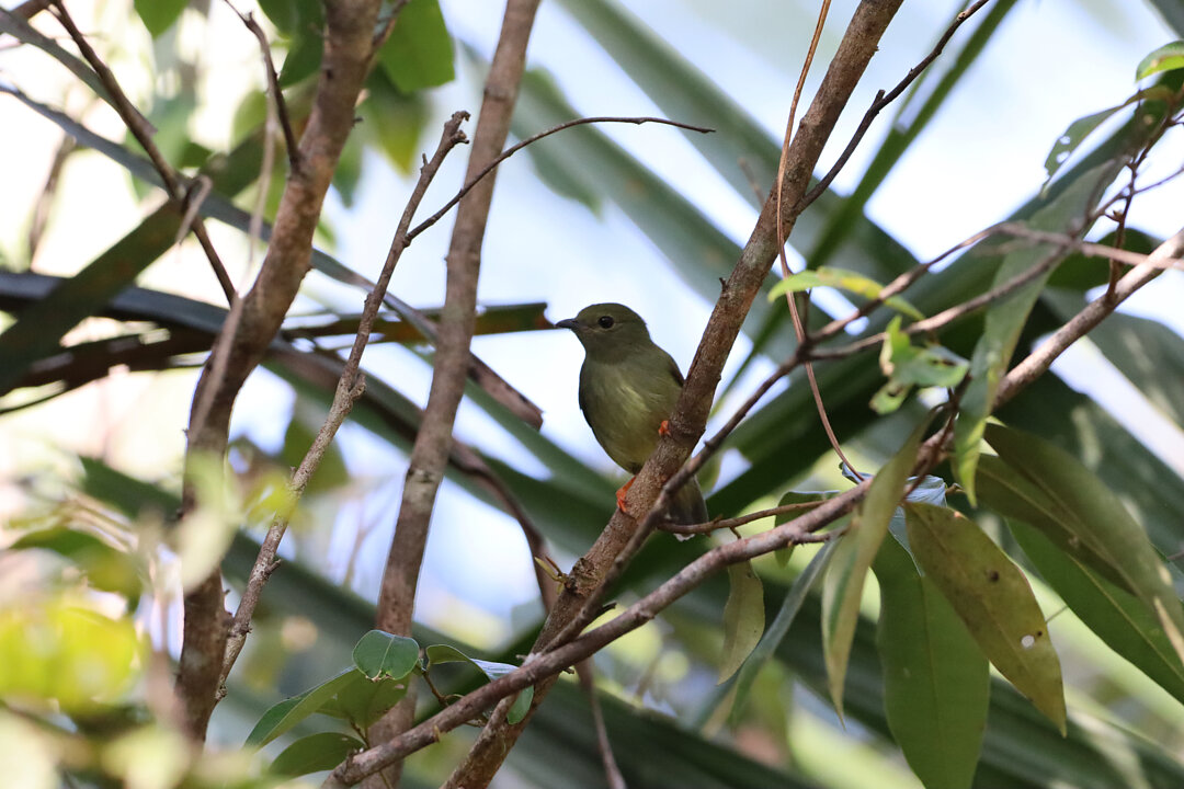 Foto rendeira (Manacus manacus) Por José S Carneiro | Wiki Aves - A ...