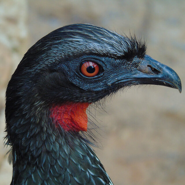 Foto jacuguaçu (Penelope obscura) Por Frederico Cruz | Wiki Aves - A ...