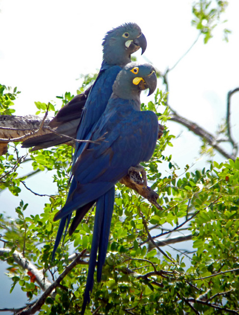 Foto arara-azul-de-lear (Anodorhynchus leari) Por Ciro Albano | Wiki ...
