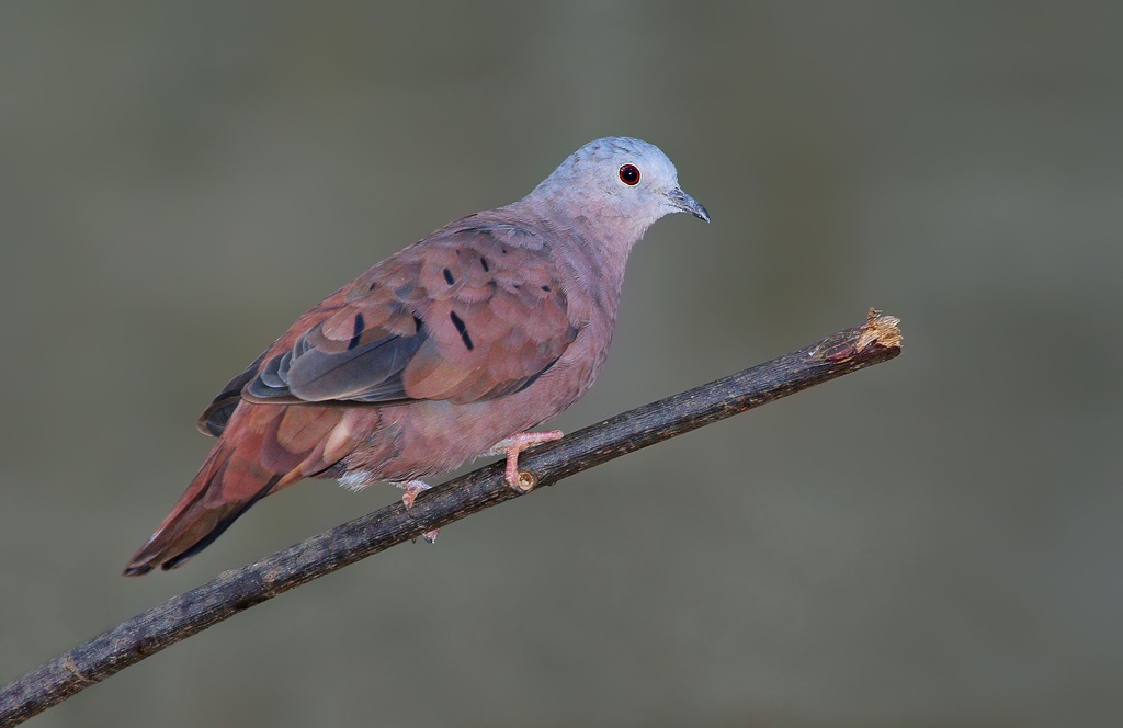 Foto rolinha-roxa (Columbina talpacoti) Por Éliton Sloma. | Wiki Aves ...