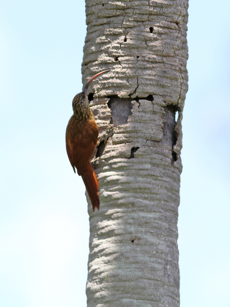 Foto arapaçu-beija-flor (Campylorhamphus trochilirostris) Por Marcia ...