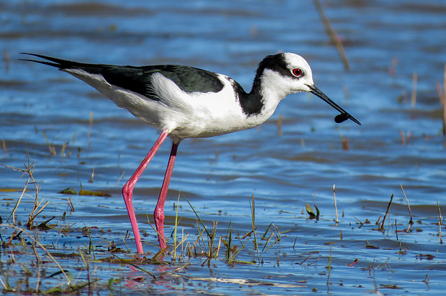 pernilongo-de-costas-brancas (Himantopus melanurus) | WikiAves - A ...